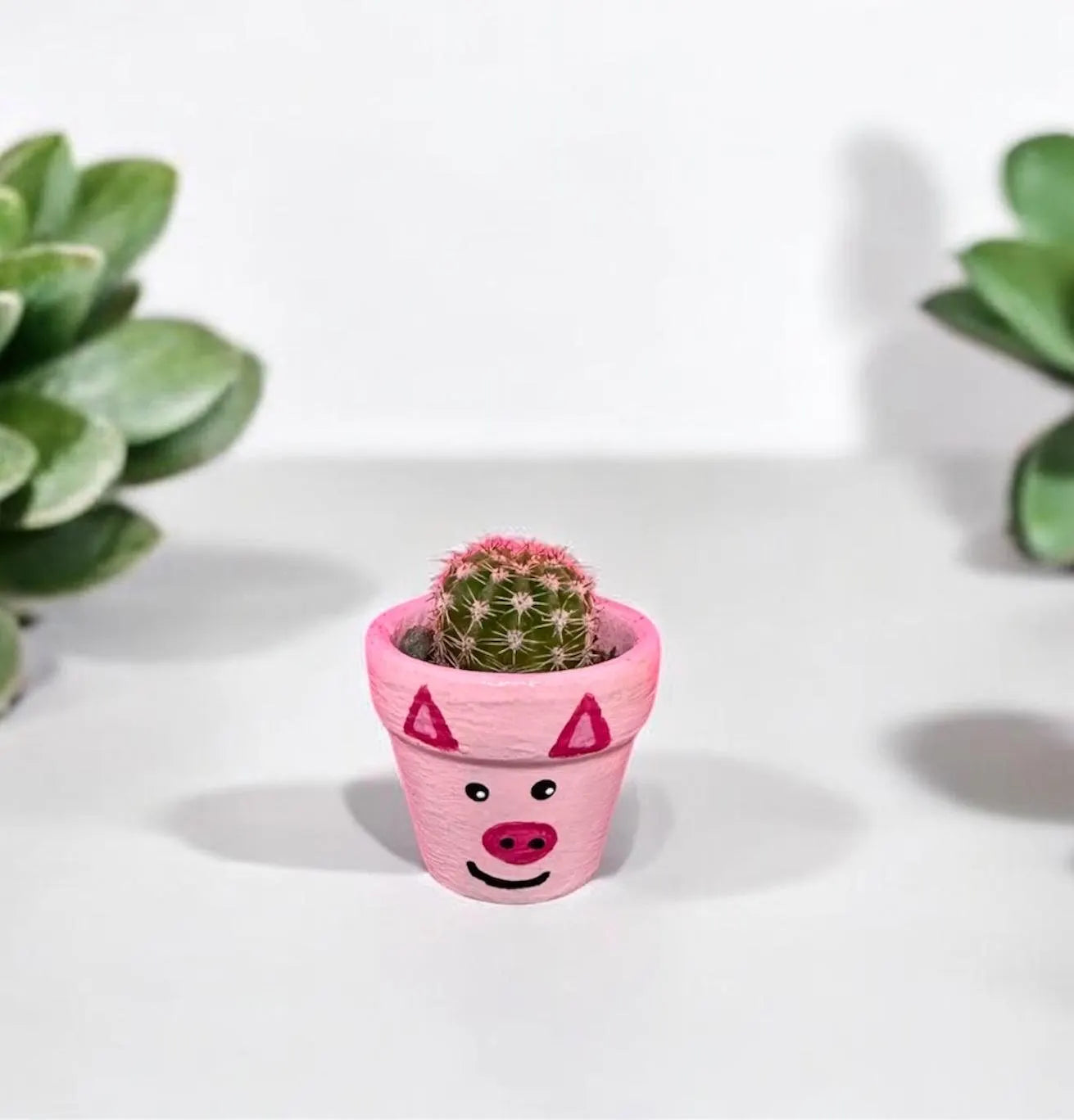 Miniature Cactus - DIY Cactus Kits, Live Plant,Micro(hand painted- pig ...