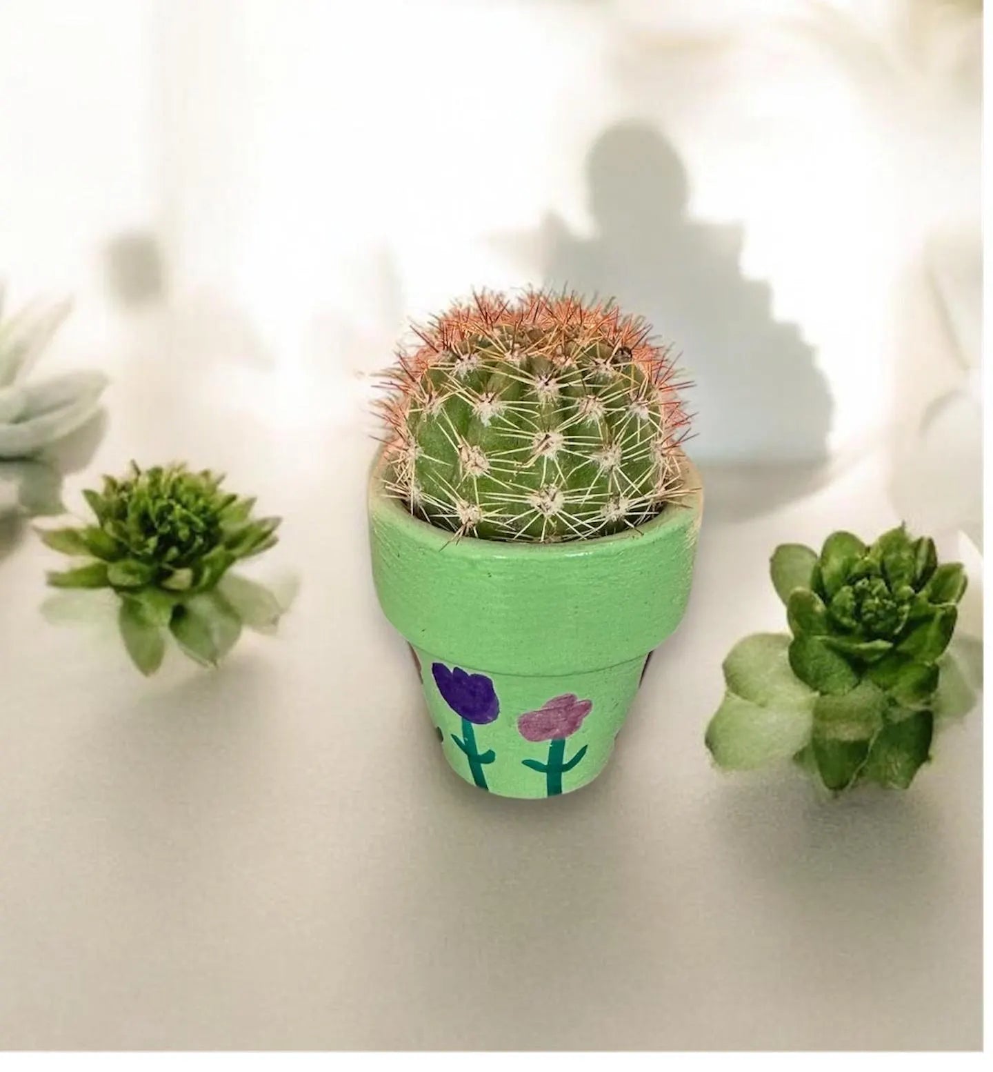 Miniature Cactus - DIY Cactus Kits, Live Plant,Micro(hand painted gree ...